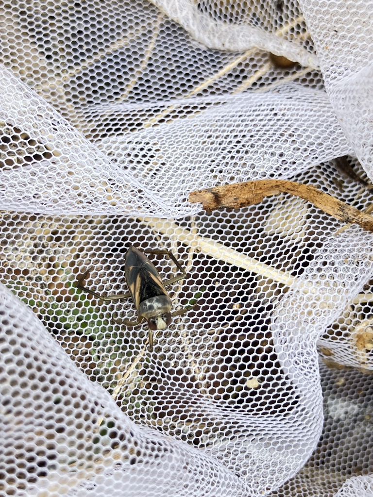 Notonecta triguttata from 本州, 常陸太田市, 茨城県, JP on April 5, 2024 at 11:16 ...