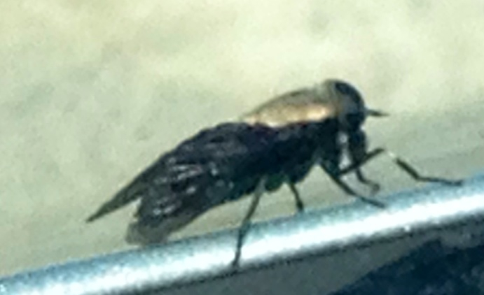 Western Horse Fly (Insects of the American River Parkway) · iNaturalist
