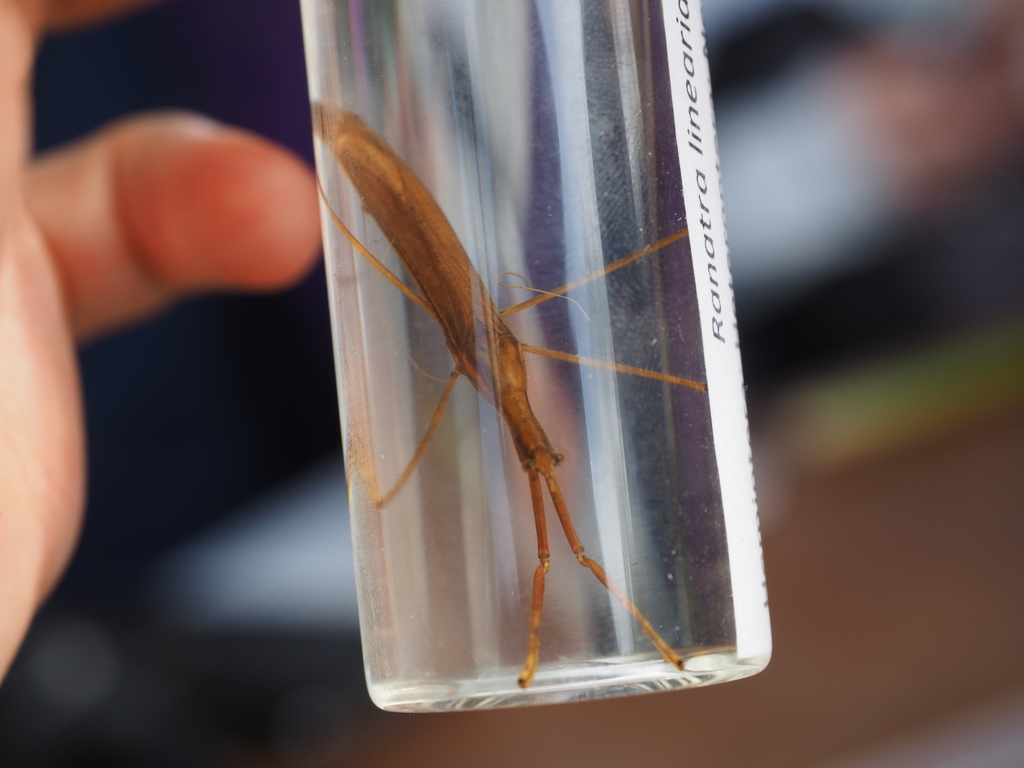 Eurasian Water Stick Insect from 675 21 Bransouze-Okříšky, Česko on May ...