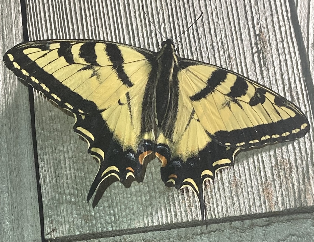 Midsummer Tiger Swallowtail from Jonathan's Way, Brewster, MA, US on ...