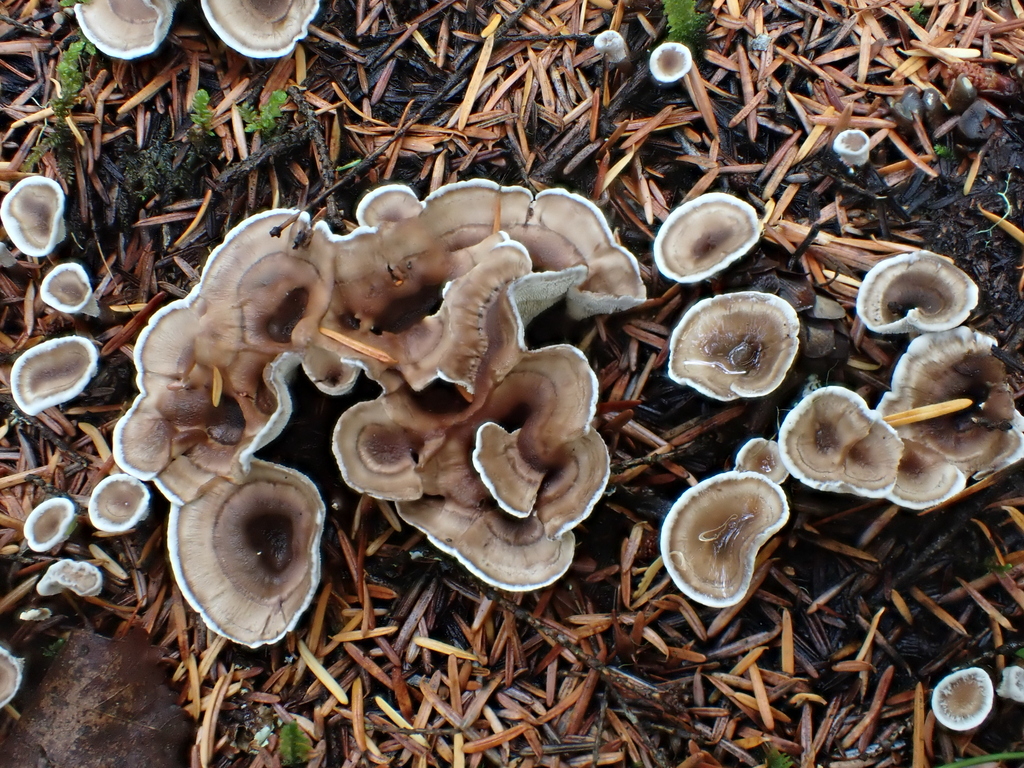 Woolly Tooth in September 2024 by Tyson Ehlers · iNaturalist