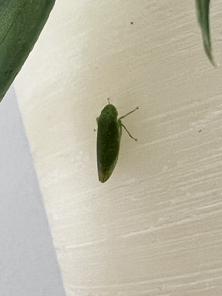 Rugosana querci from Tralee Cir, Aberdeen, MD, US on October 7, 2024 at ...