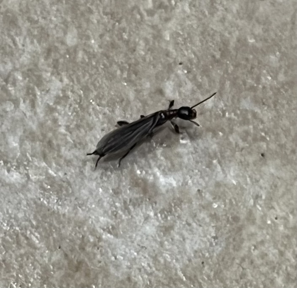 Black Webspinner from Seville, Gilbert, AZ 85298, USA on October 4 ...