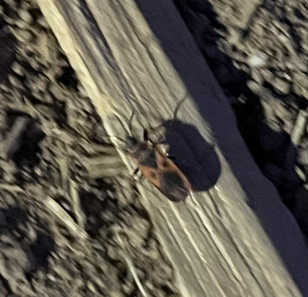 Mediterranean red bug from Gilbert, AZ, USA on September 30, 2024 at 10 ...