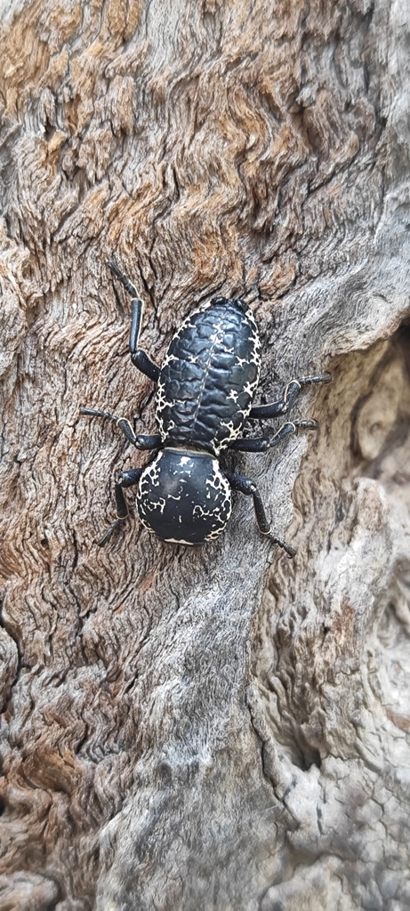 Zopherus laevicollis from Molino de Flores, Ctra. a Molino de Flores ...