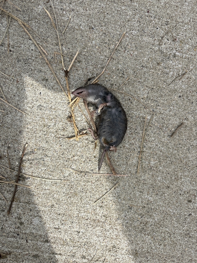Northern Short-tailed Shrew from Ward St, Pittsburgh, PA, US on October ...