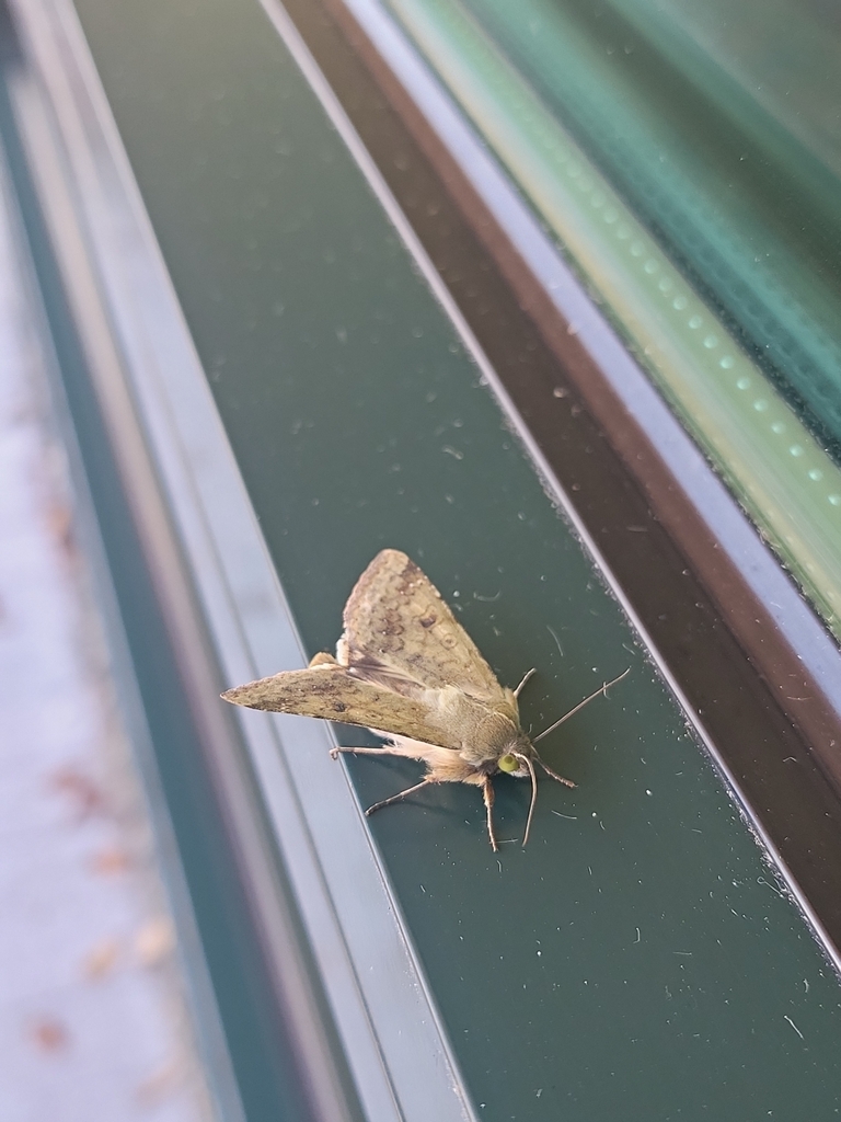 Corn Earworm Moth from Gaston on October 07, 2024 at 02:20 PM by ...