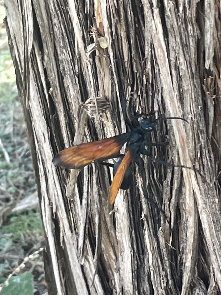 Thisbe's Tarantula-hawk Wasp from County Road 1512, Morgan, TX, US on ...