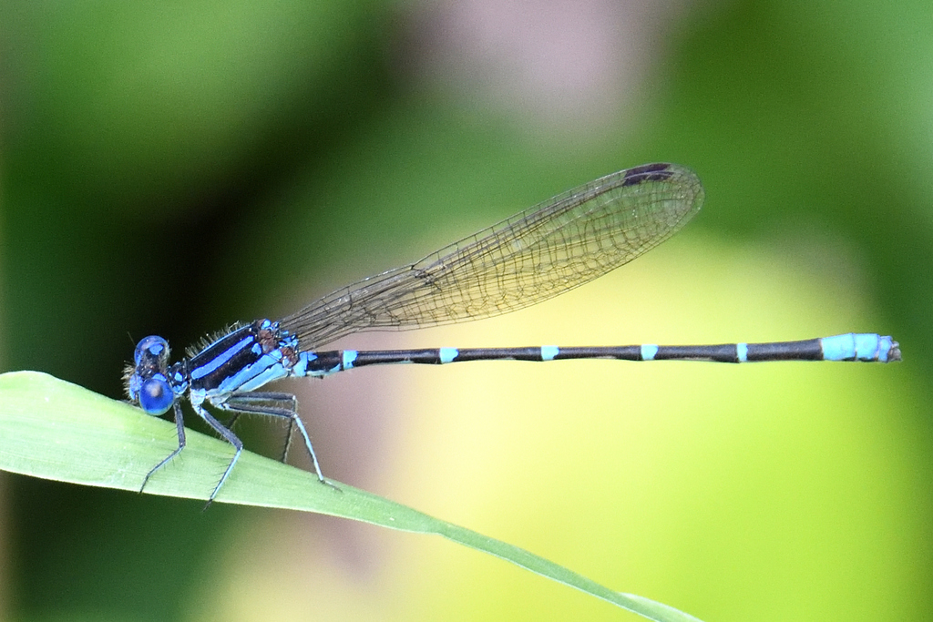 Blue-ringed Dancer from Bustamante, N.L., México on October 7, 2024 at ...