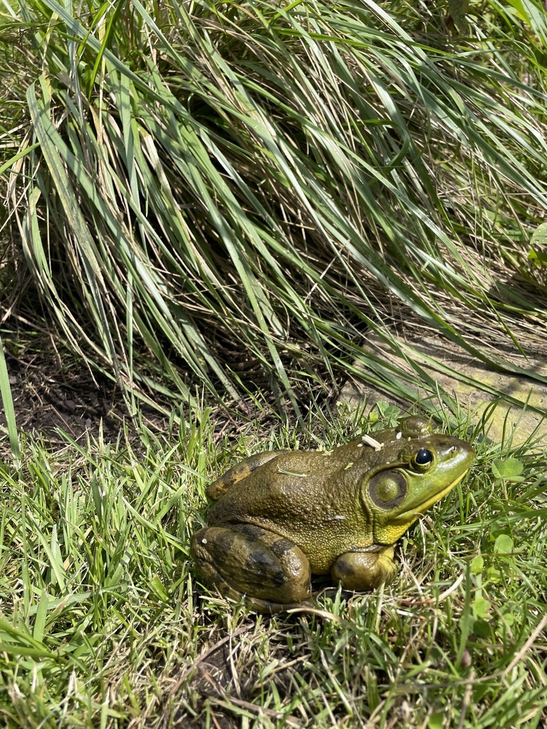 American Bullfrog from Holden Arboretum, Kirtland, OH, US on September ...