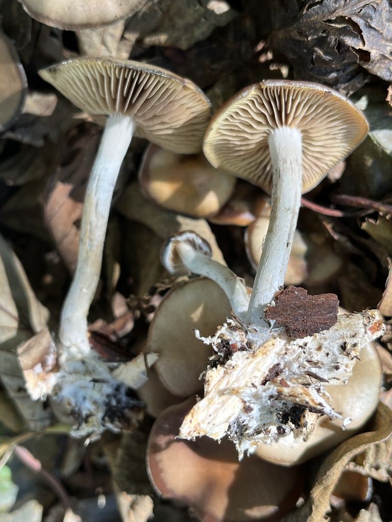 Wavy Cap in October 2024 by Sarah Van Alstyne · iNaturalist
