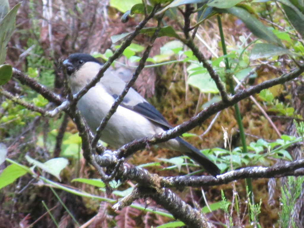 Azores Bullfinch (Azores animals and plants) · iNaturalist