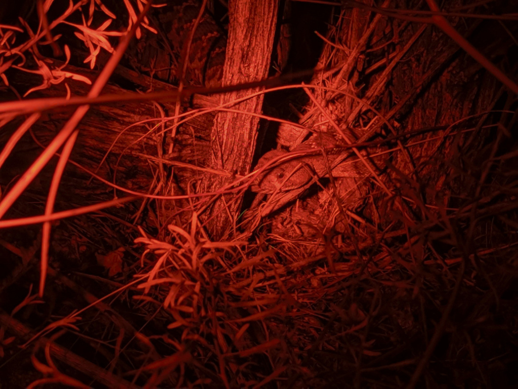 Red Diamond Rattlesnake from Santa Rosa Wildlife Area, Riverside ...