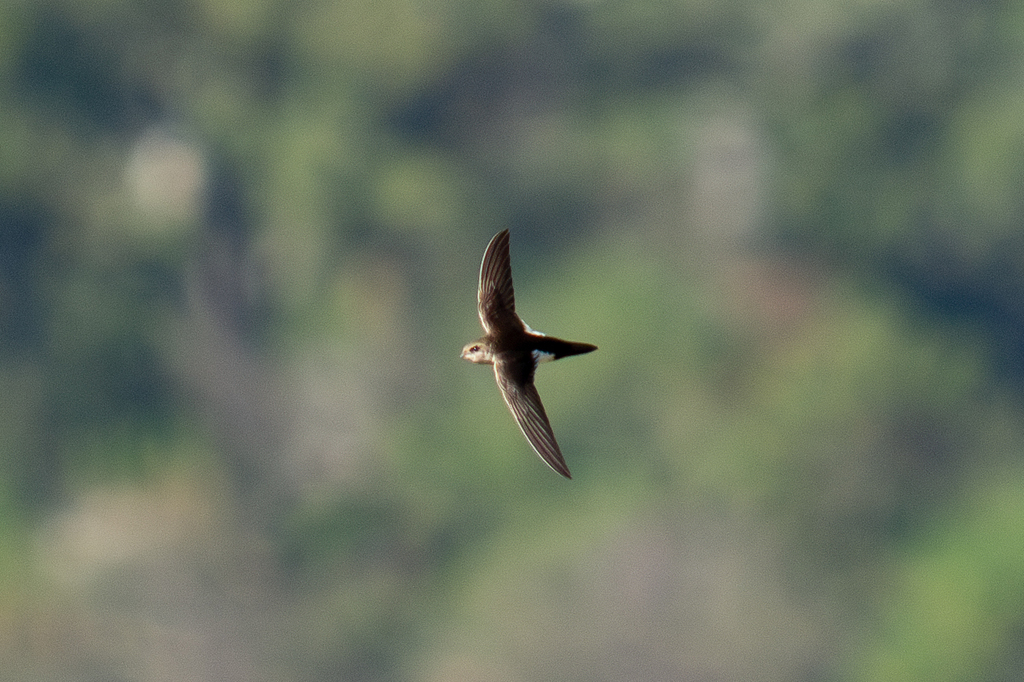 White-throated Swift from Santiago, N.L., México on October 21, 2023 at ...