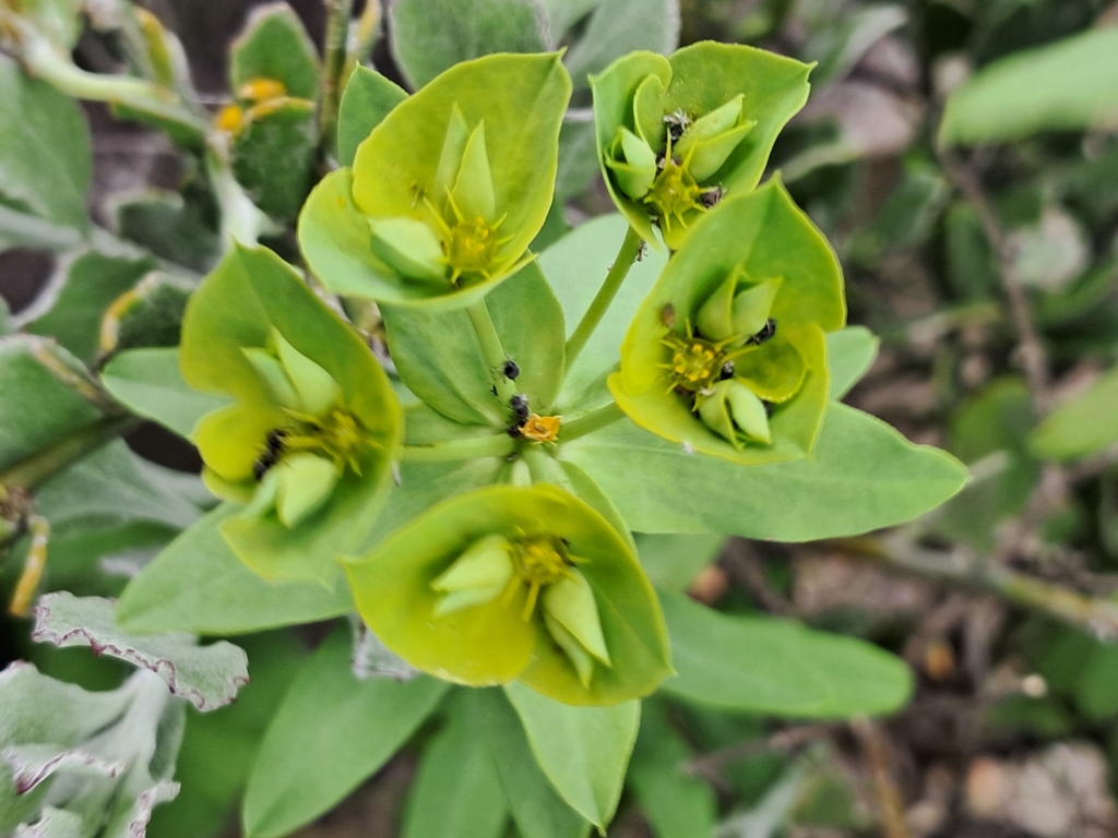 carnation spurge from West Coast Peninsula, South Africa on September ...