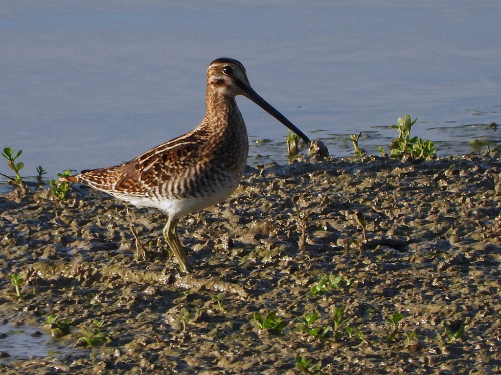Wilson's Snipe from Eldridge / West Oaks, Houston, TX, USA on October 6 ...