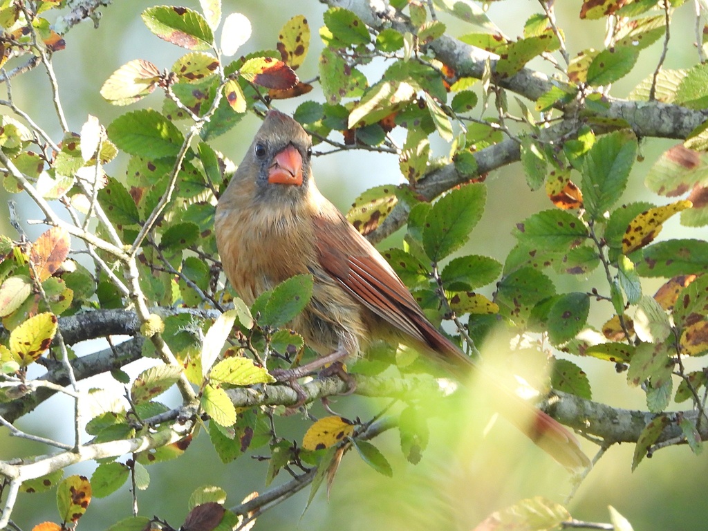 Northern Cardinal from Eldridge / West Oaks, Houston, TX, USA on ...