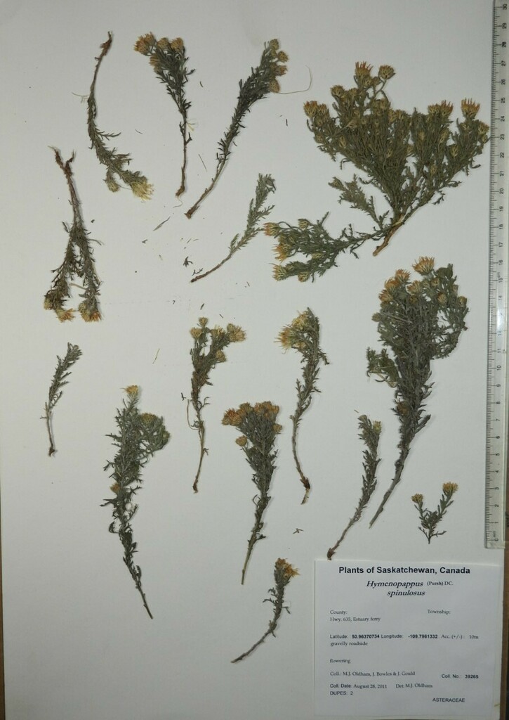 Spiny Goldenweed from Canada, Saskatchewan, County, Hwy. 635, Estuary ...