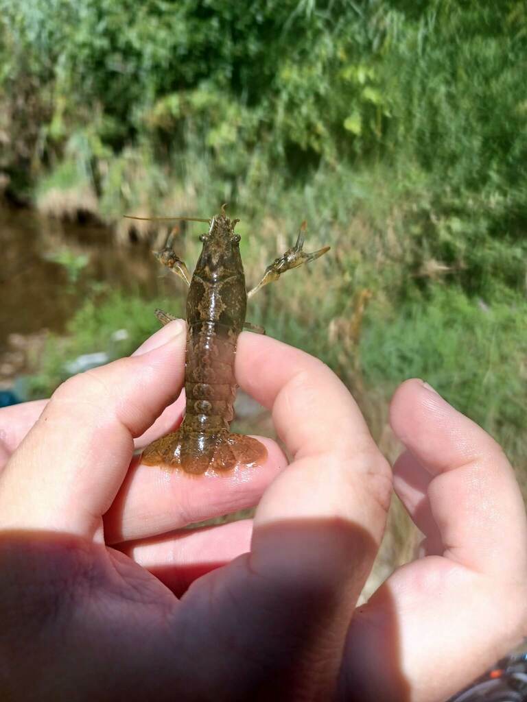 Calico Crayfish from McQuesten East, Hamilton, ON L8H, Canada on August ...