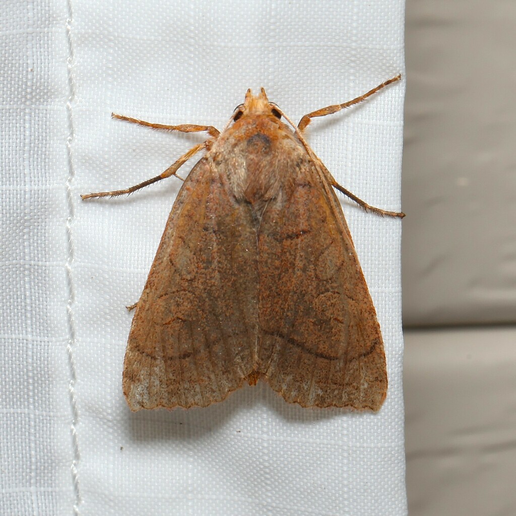 Unsated Sallow from Fitzgerald Rd, Burdett, NY 14818, USA on October 4 ...
