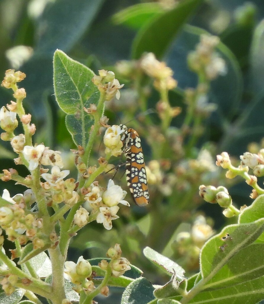Ailanthus Webworm Moth from Val Verde County, TX, USA on October 3 ...