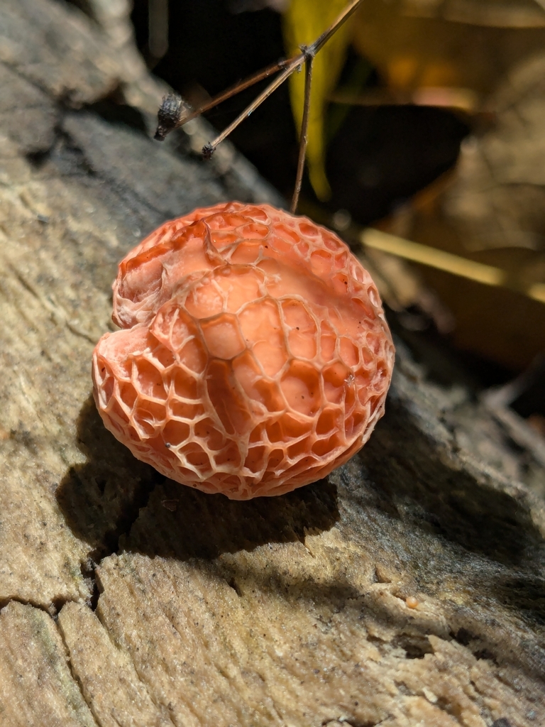 Lentinula reticeps from Athens County on October 7, 2024 at 02:44 PM by ...