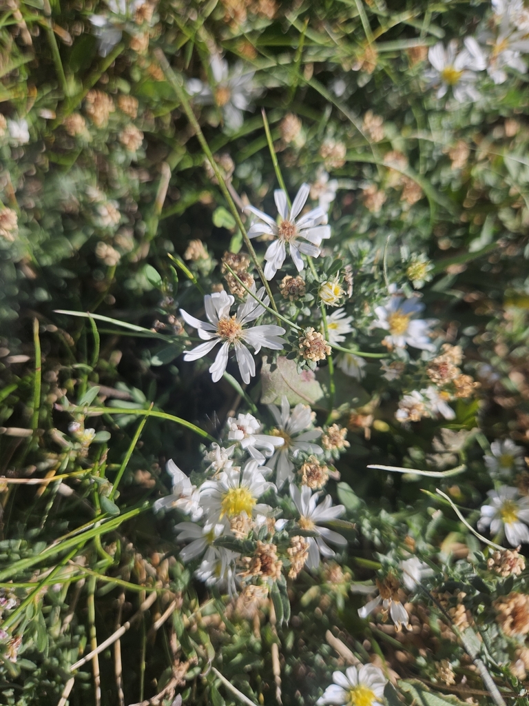 white prairie aster from Mountrail County, US-ND, US on October 7, 2024 ...