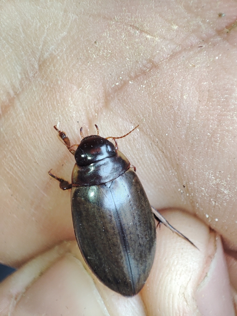 large-grooved diving beetle from 14220 Espiel, Córdoba, Spain on ...