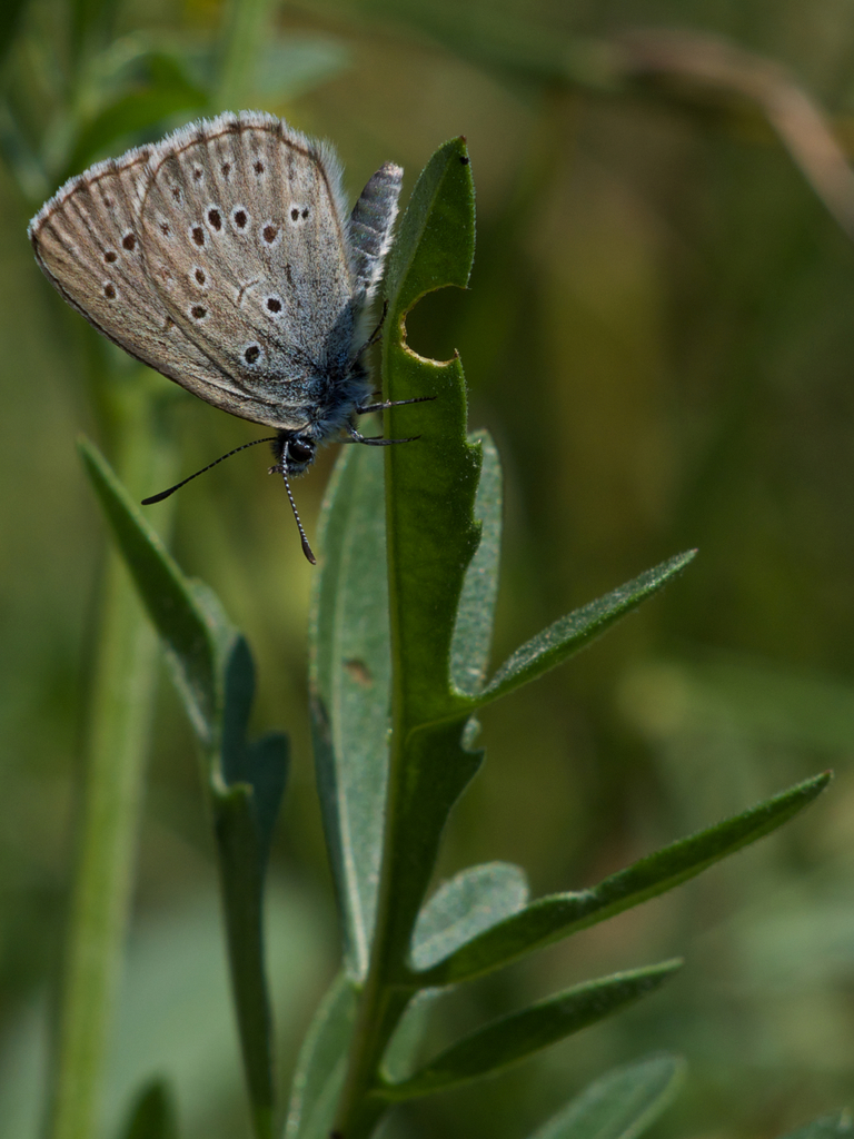 Alcon Large Blue in July 2019 by Giacomo Gola · iNaturalist