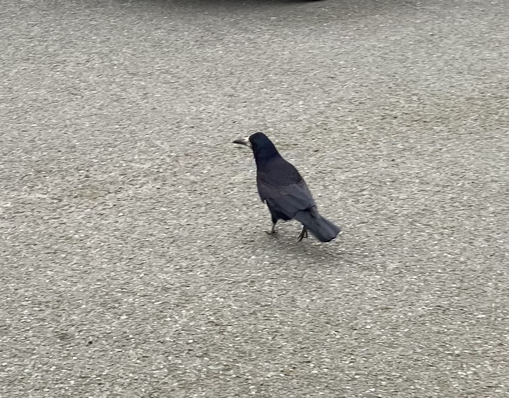 Rook from Stockhole, Co. Dublin, Ireland on October 4, 2024 at 11:51 AM ...