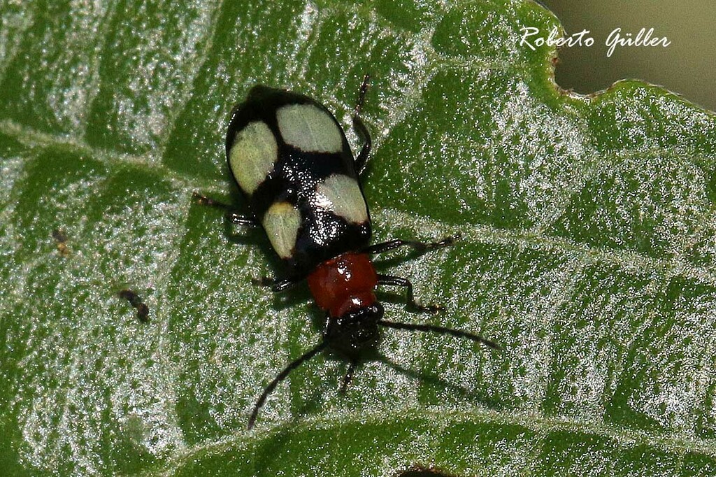 Skeletonizing Leaf and Flea Beetles from Iguazú, Misiones, Argentina on ...