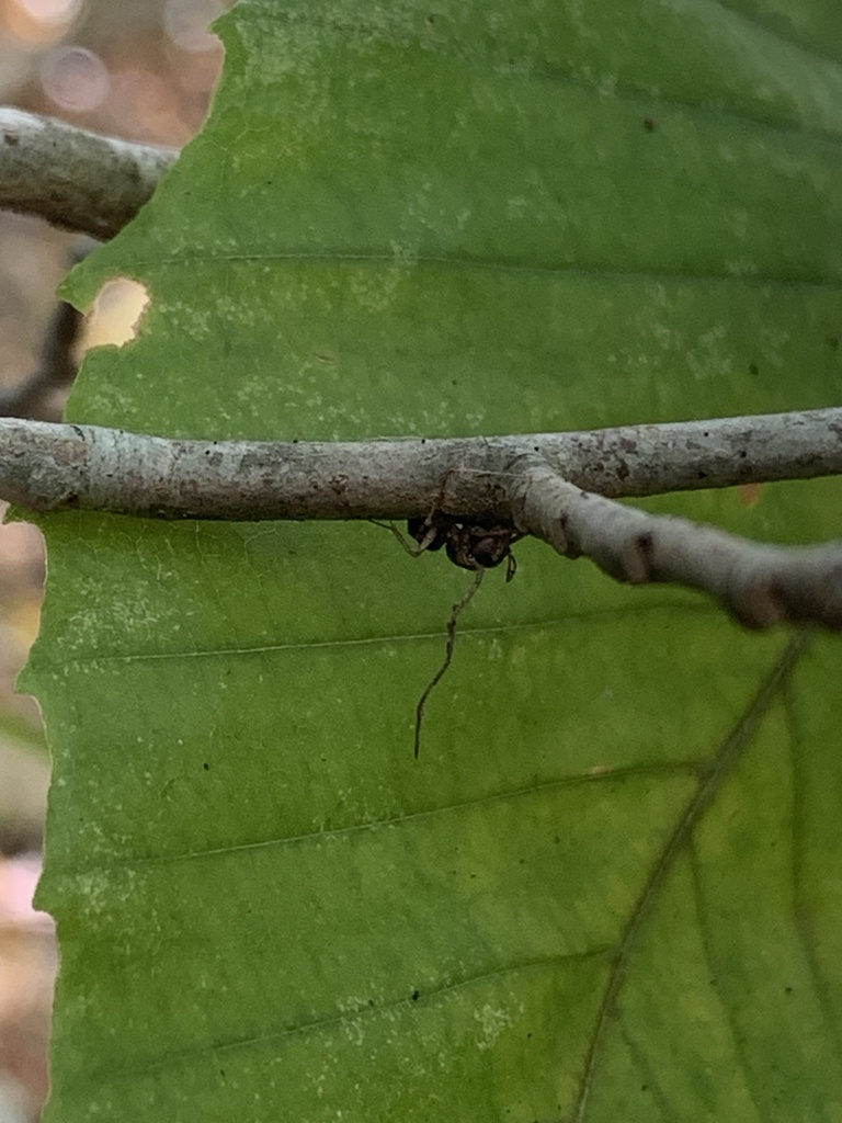 Zombie-Ant Fungi from Hoosier National Forest, Marengo, IN, US on ...