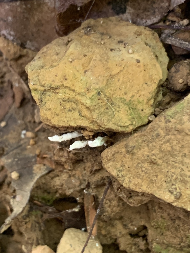 Cordycipitaceae from Hoosier National Forest, Marengo, IN, US on ...