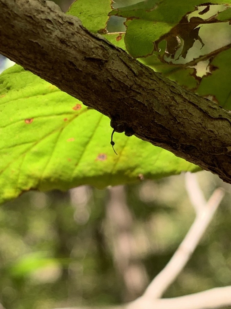 Zombie-Ant Fungi from Hoosier National Forest, Marengo, IN, US on ...