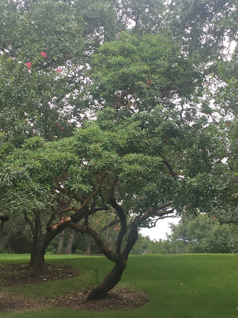 Madroño en julio 2019 por Michelle Lay. Tree is well established and ...
