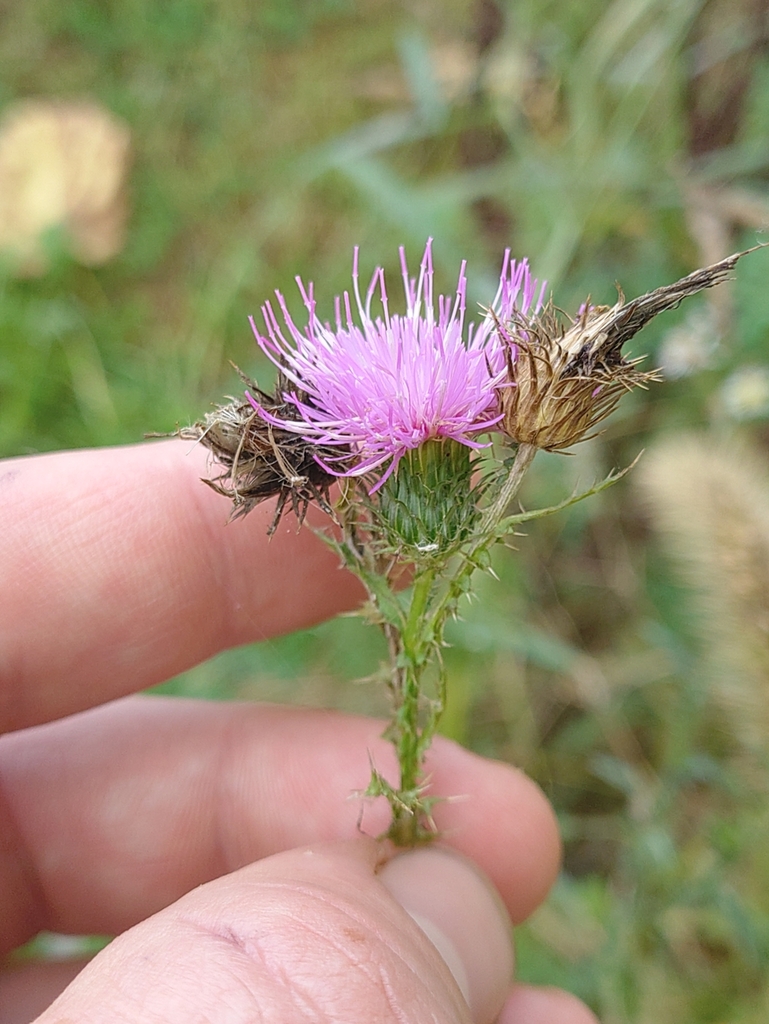 Broad-winged Thistle from College Township, PA, USA on October 7, 2024 ...