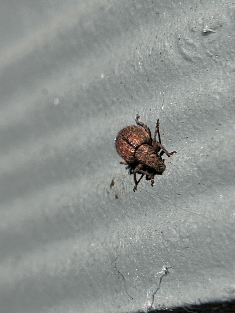 Nut Leaf Weevil from Pacific Ridge Ln, Warrenton, OR, US on October 7 ...