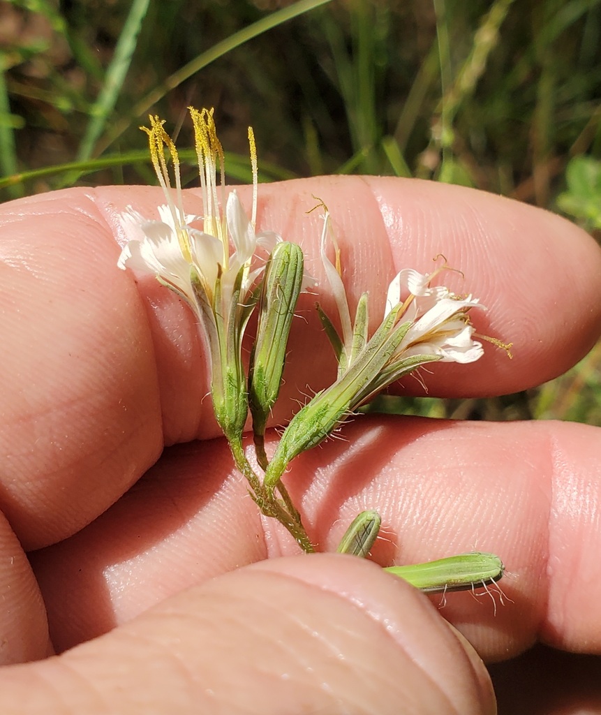 barbed rattlesnake root from Sabine County, TX, USA on October 1, 2024 ...