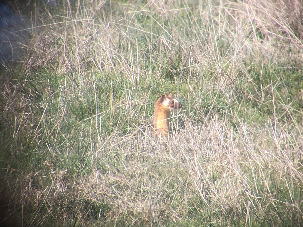 Long-tailed Weasel from Point Reyes National Seashore, Inverness, CA ...