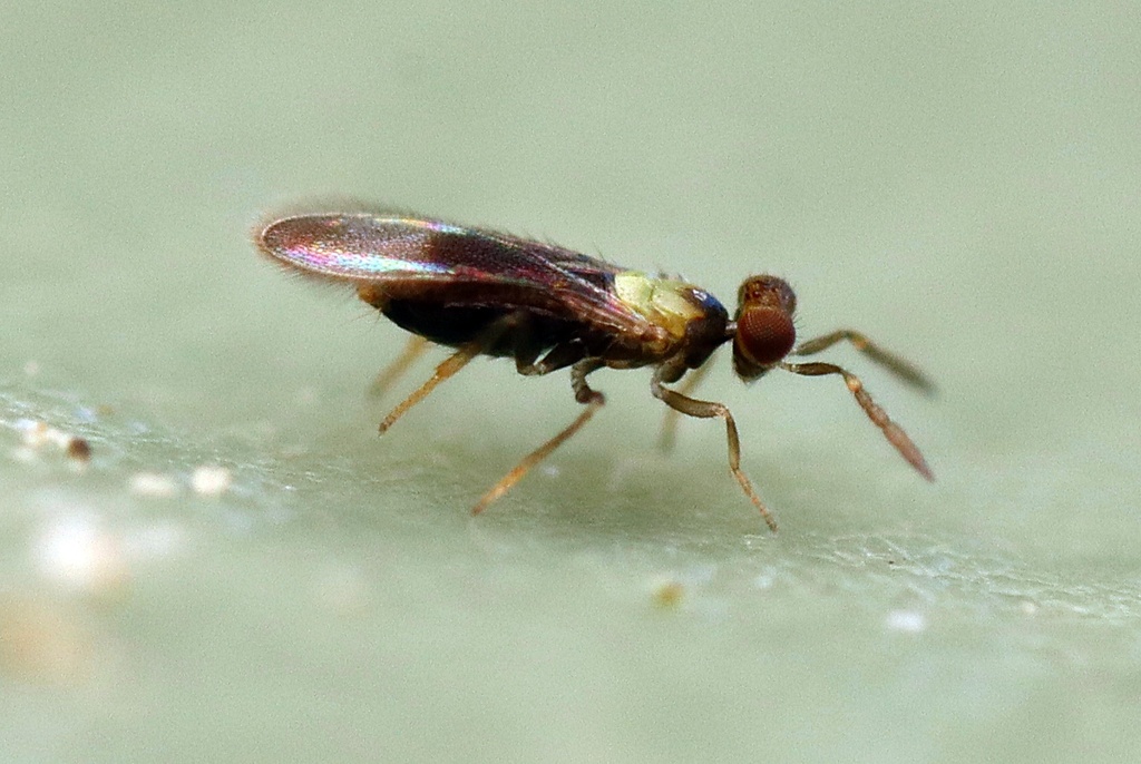 Chalcidoid Wasps from Ruawai, New Zealand on October 3, 2024 at 10:17 ...