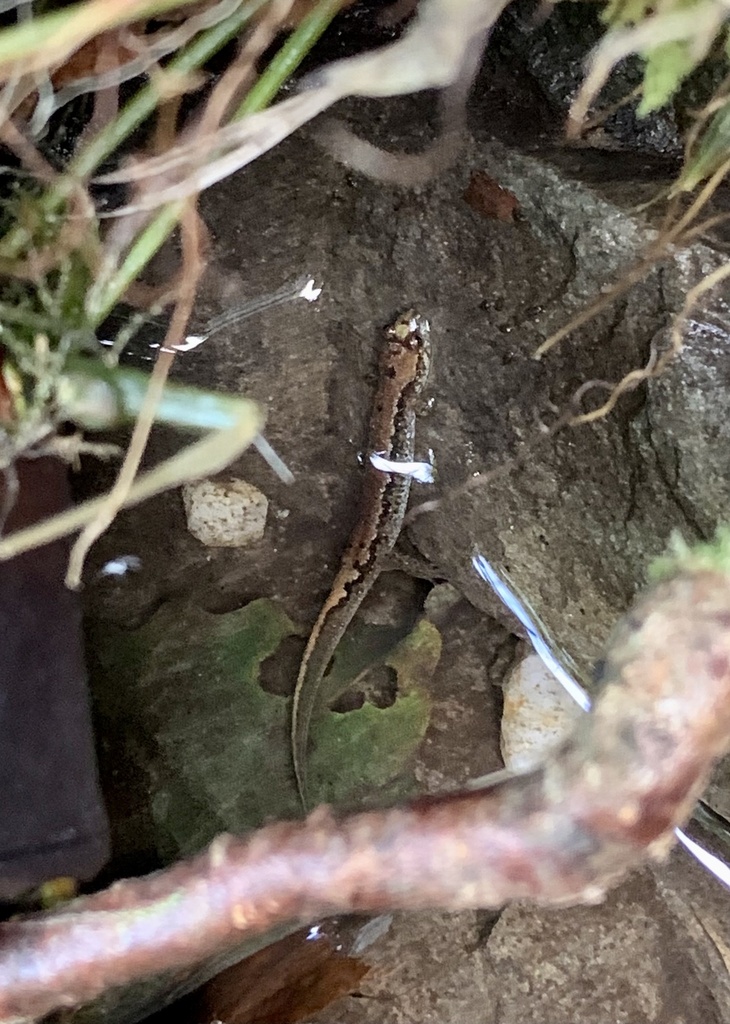 Blue Ridge Dusky Salamander in October 2024 by jakebuller-young ...