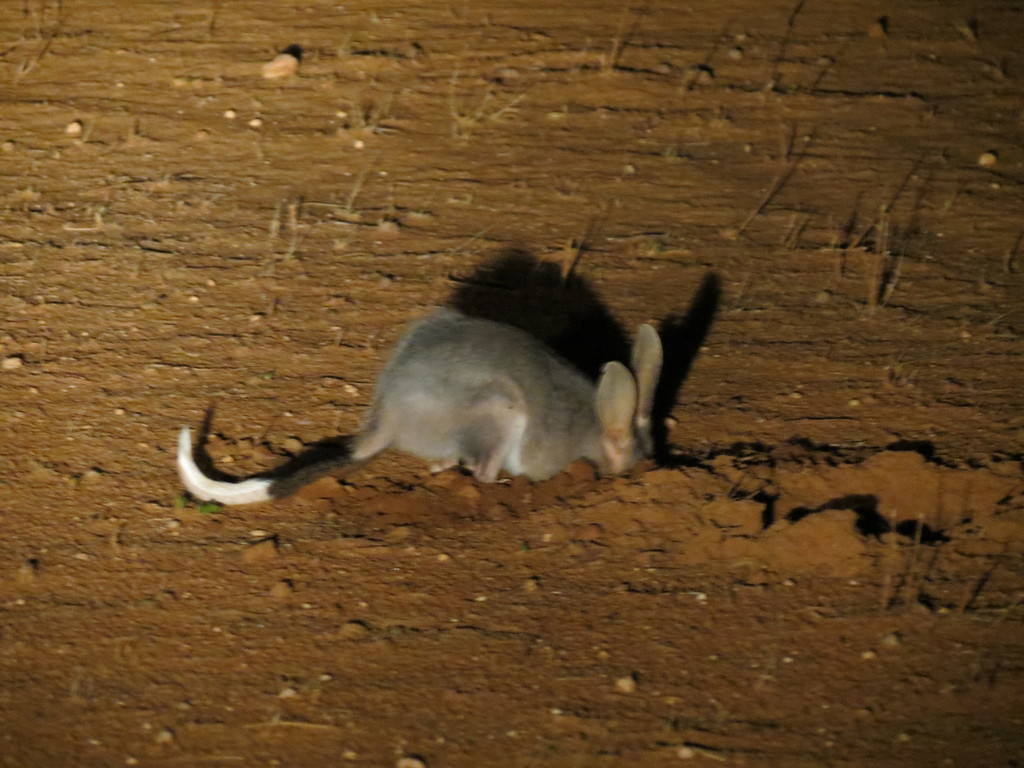 Bandicoots and Bilbies (Peramelemorphia) - Know Your Mammals