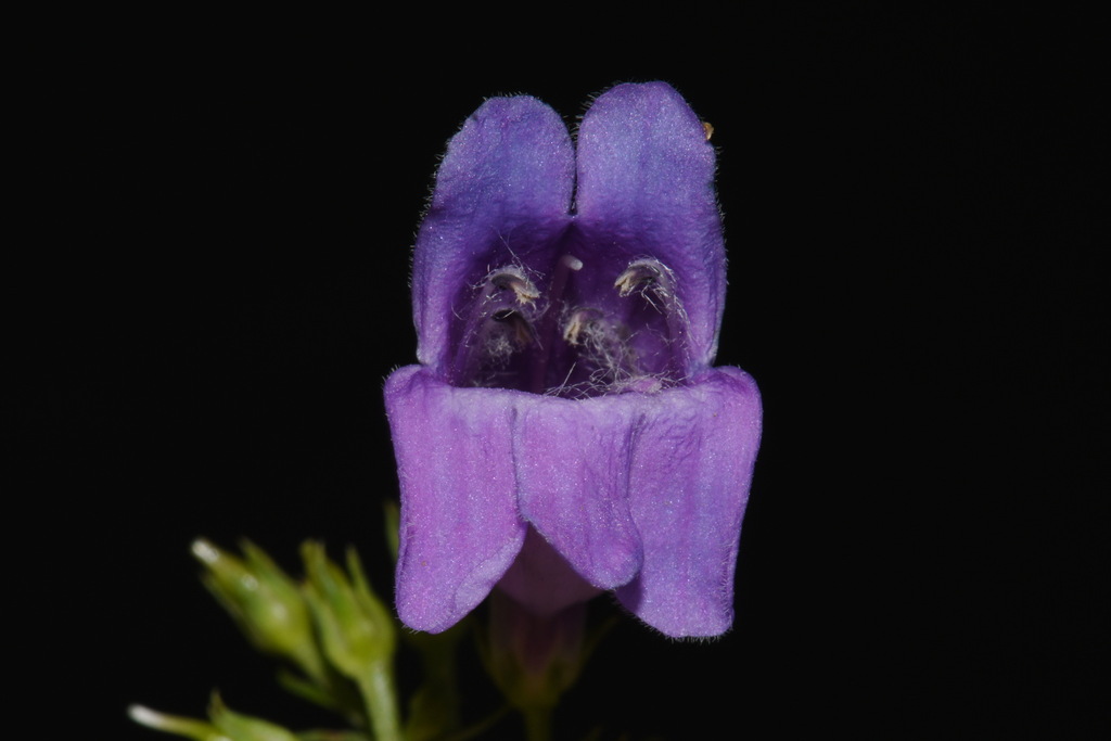 Venus Penstemon from US-550, Silverton, CO, US on July 15, 2024 at 01: ...