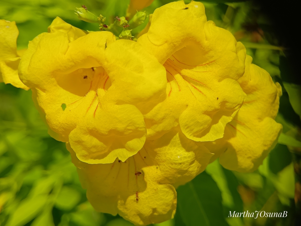 yellow trumpet flower from Bugambilias, 80145 Culiacán Rosales, Sin ...
