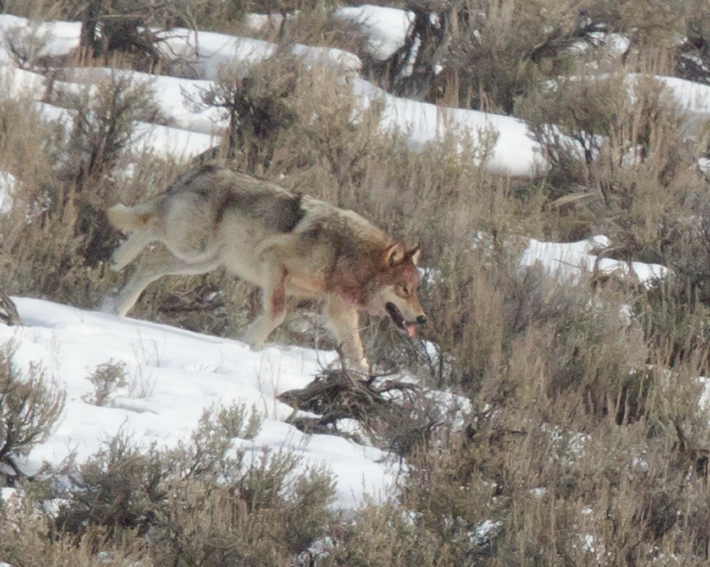 Gray Wolf in February 2015 by Grace Bryant · iNaturalist