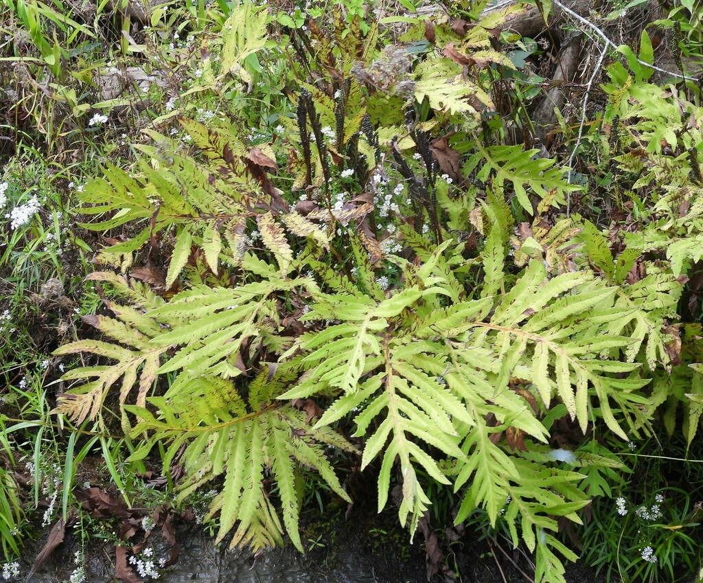 sensitive fern from Along Alabama River, Benton boat ramp, Lowndes ...