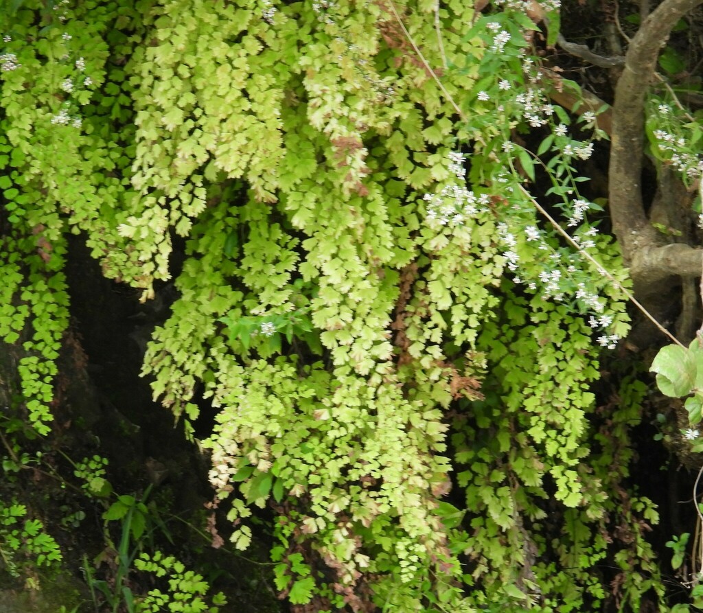 black maidenhair fern from Along Alabama River, Benton boat ramp ...