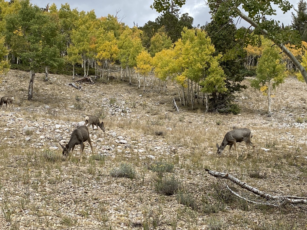 Mule Deer in September 2024 by Jim Oehmke · iNaturalist