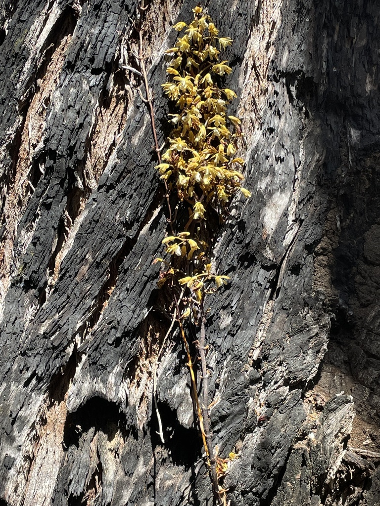 black bootlace orchid in October 2024 by Andrew Pengelly · iNaturalist