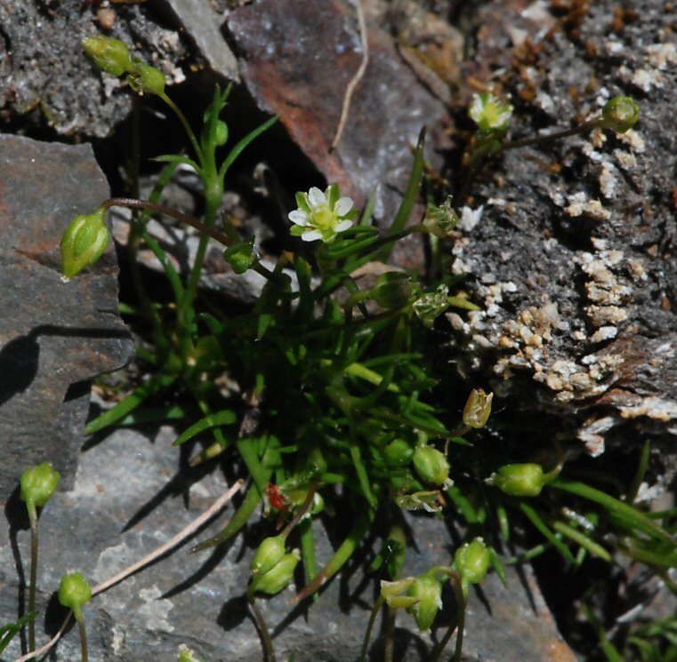 arctic pearlwort (Plants of State Forest State Park) · iNaturalist